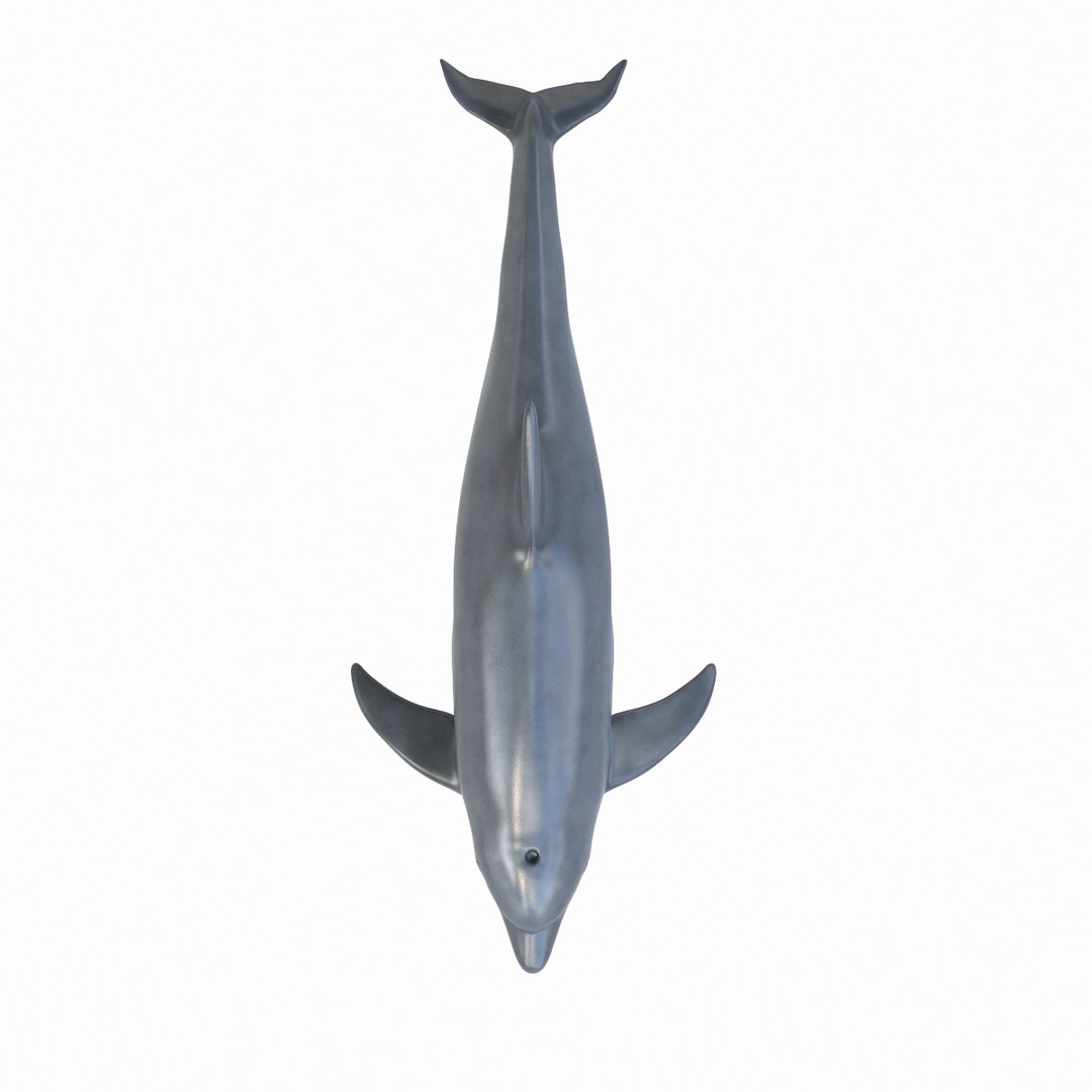 Dolphin Realistic 3D Model - TurboSquid 1177624