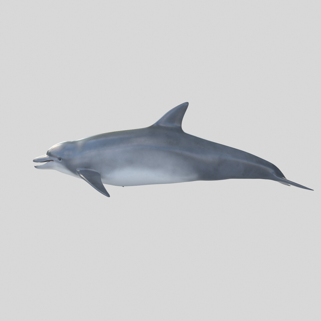 Dolphin Realistic 3D Model - TurboSquid 1177624