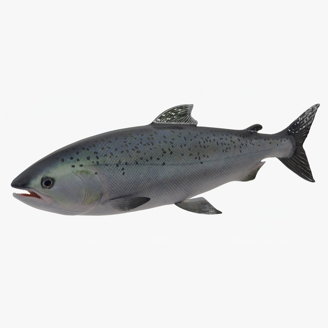 3D model Salmon Lowpoly Rigged - TurboSquid 1976423