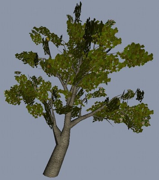 3d model middle apple tree