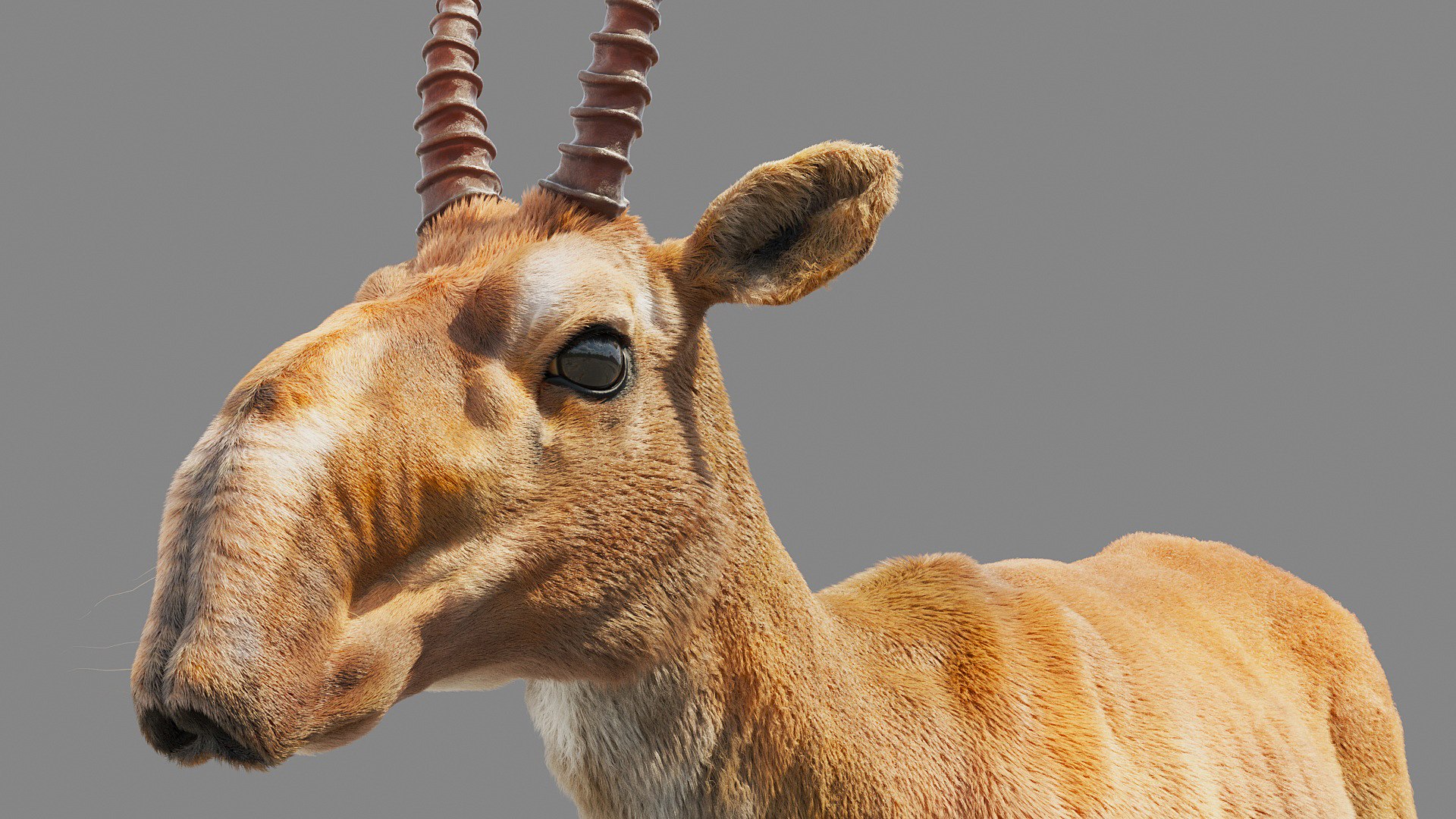 3D Antelope Horns - TurboSquid 1661789