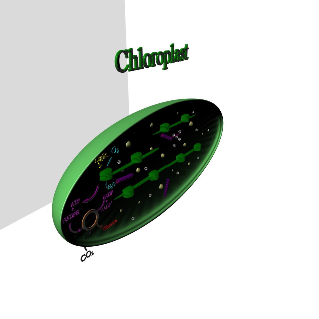 Chloroplast 3d Model