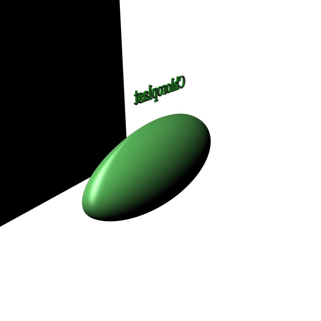 Chloroplast 3d Model