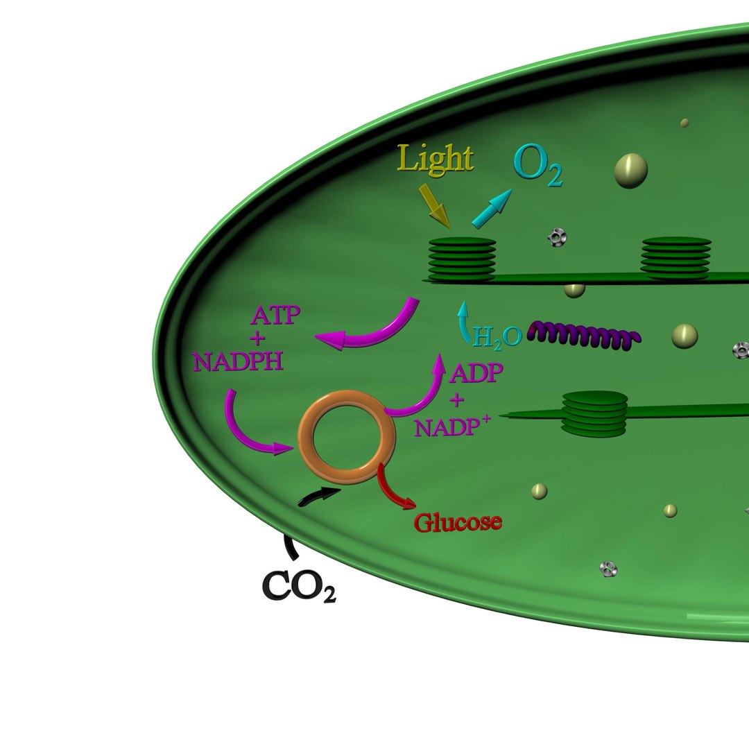 Chloroplast 3d Model