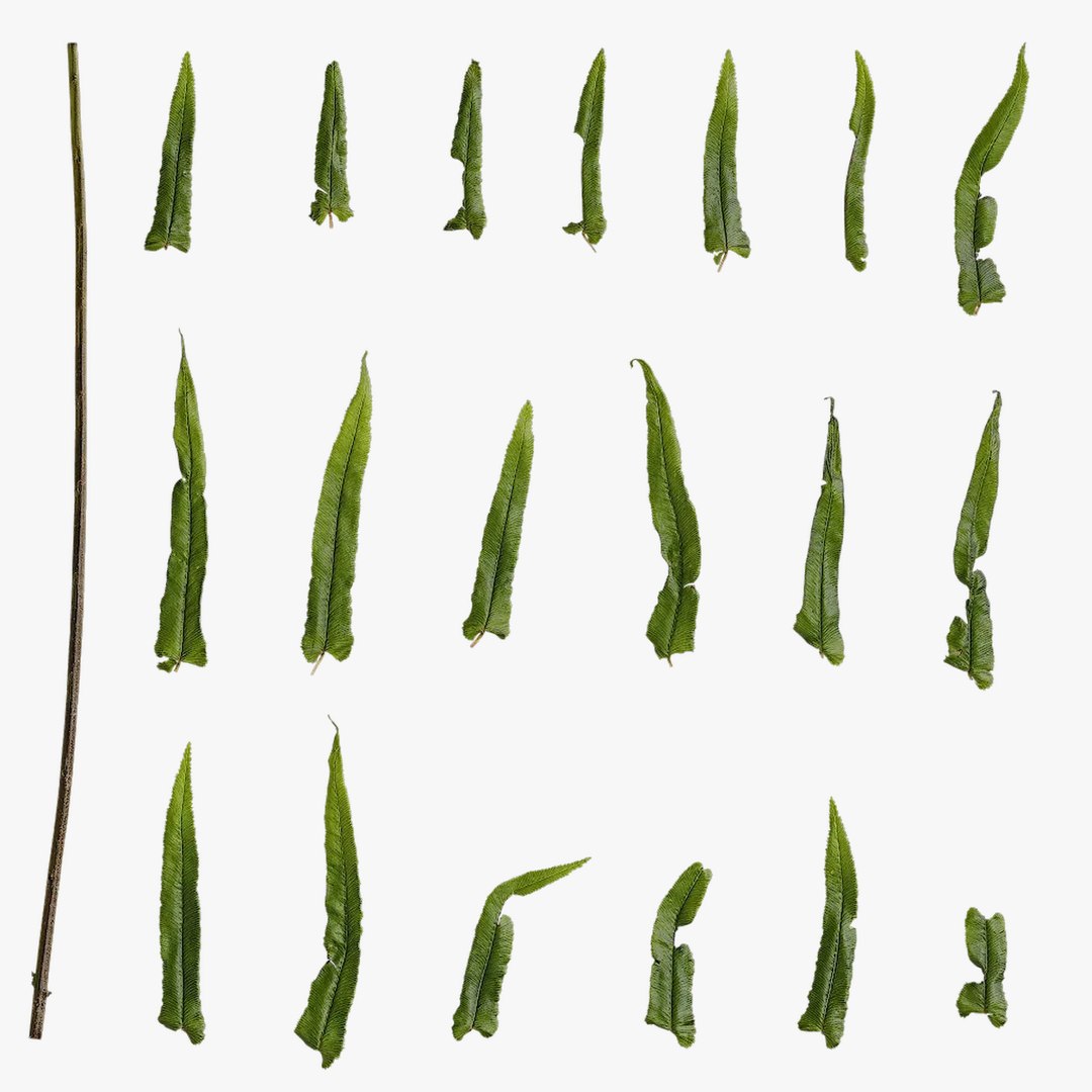 Anydrafts Pteris Cretica Leaf 01 Textures 3D Model - TurboSquid 2351082
