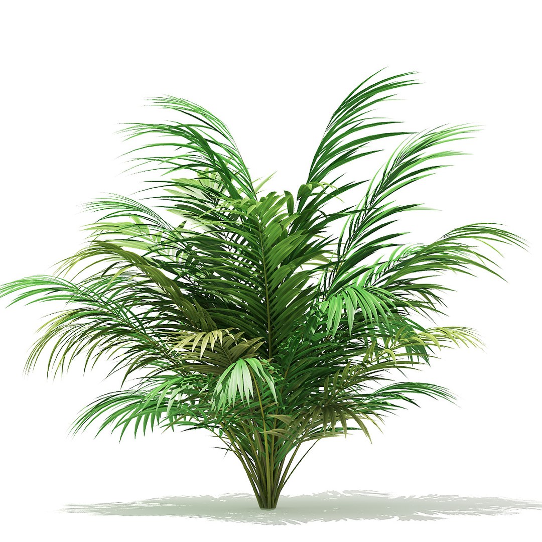 3D Golden Cane Palm Tree Model - TurboSquid 1354712