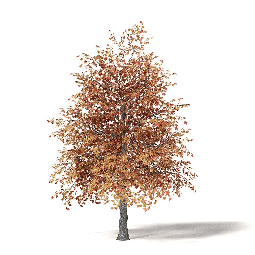 Sugar Maple 5 5m 3D Model - TurboSquid 1400264