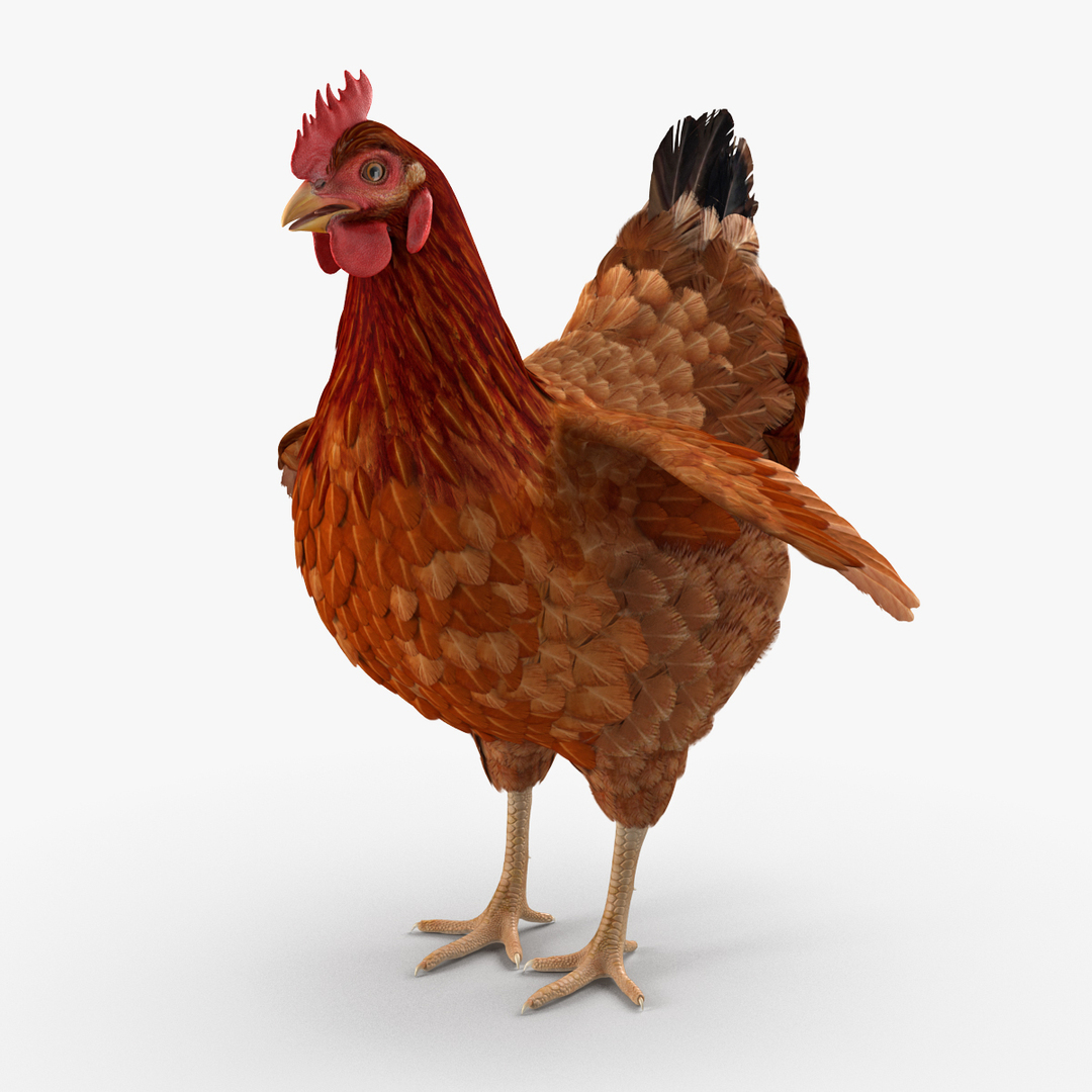 3D Chickens White Brown Model - TurboSquid 1430468
