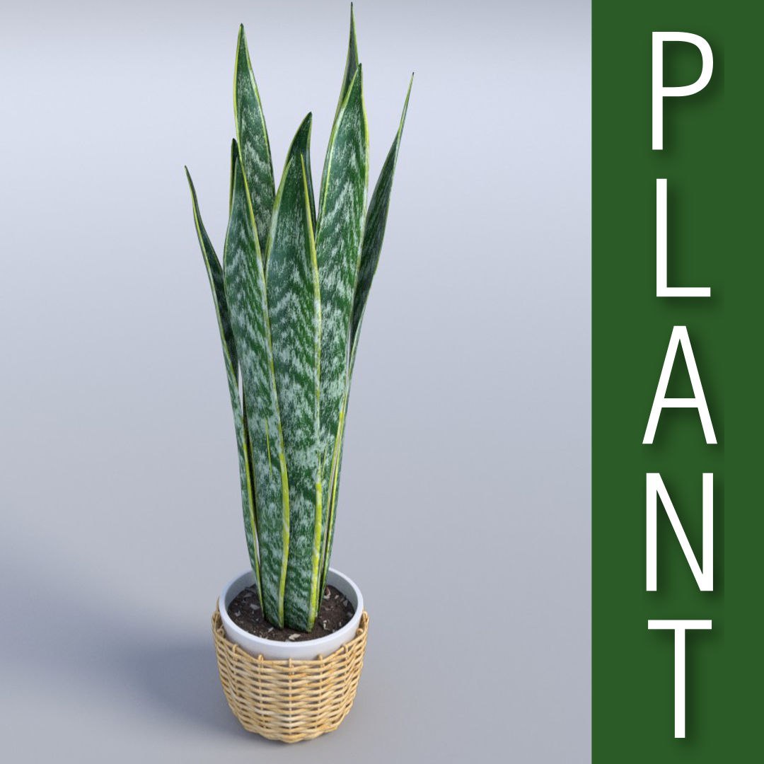 3d Model Snake Plant