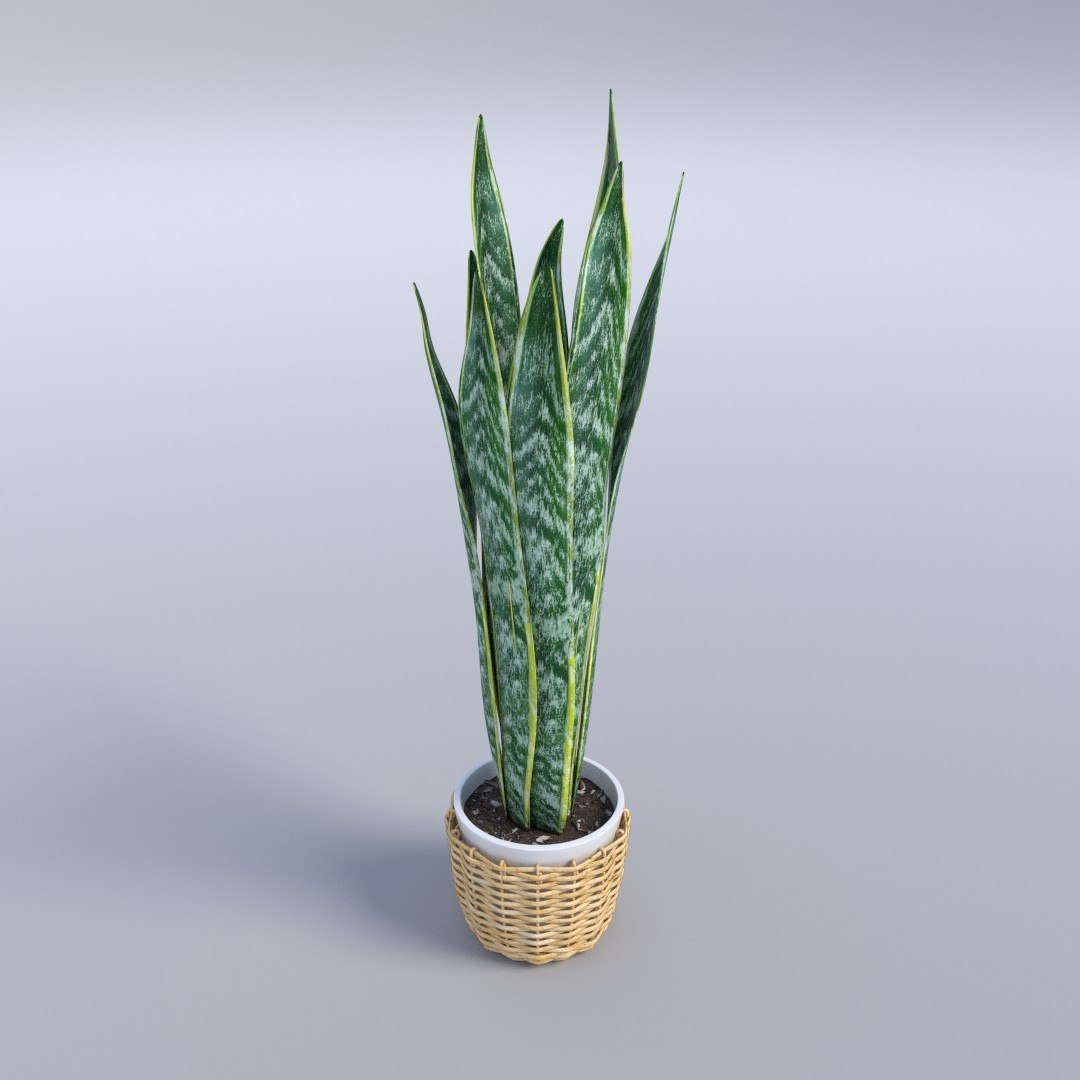 3d Model Snake Plant