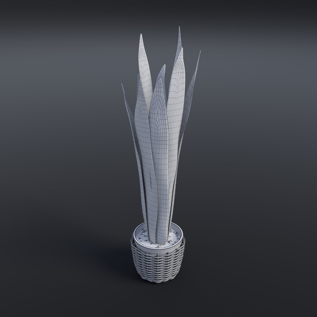 3d Model Snake Plant