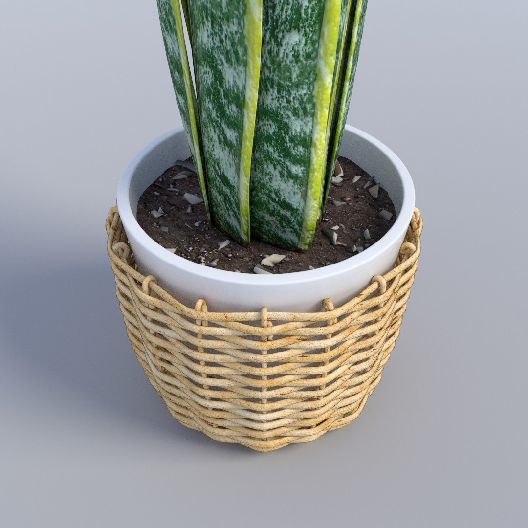 3d Model Snake Plant