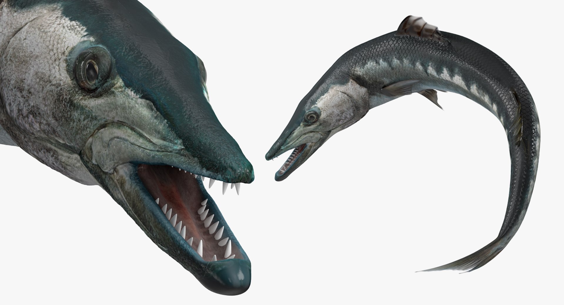 Barracuda Fish Pose 3 3d Model