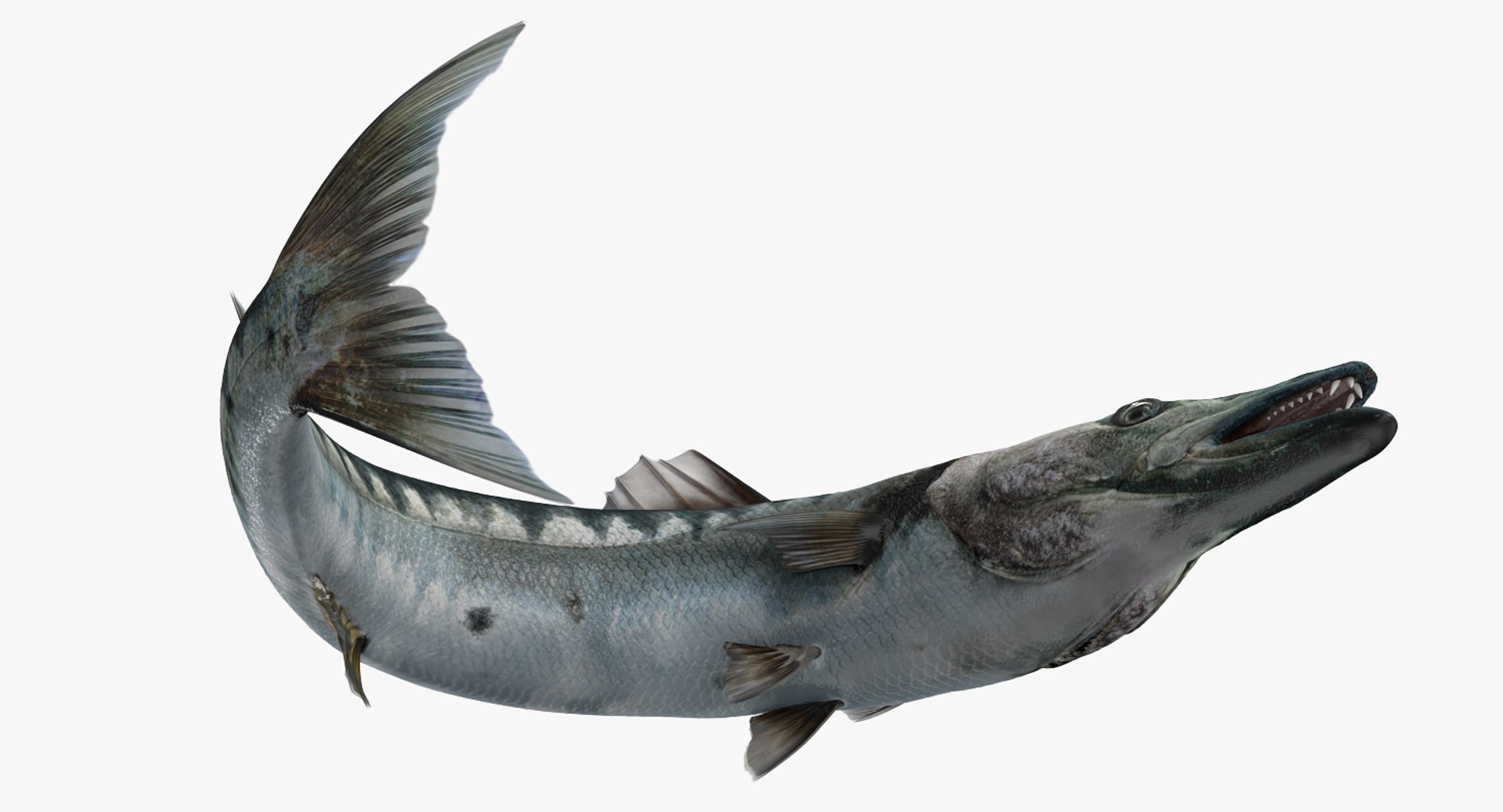 Barracuda Fish Pose 3 3d Model