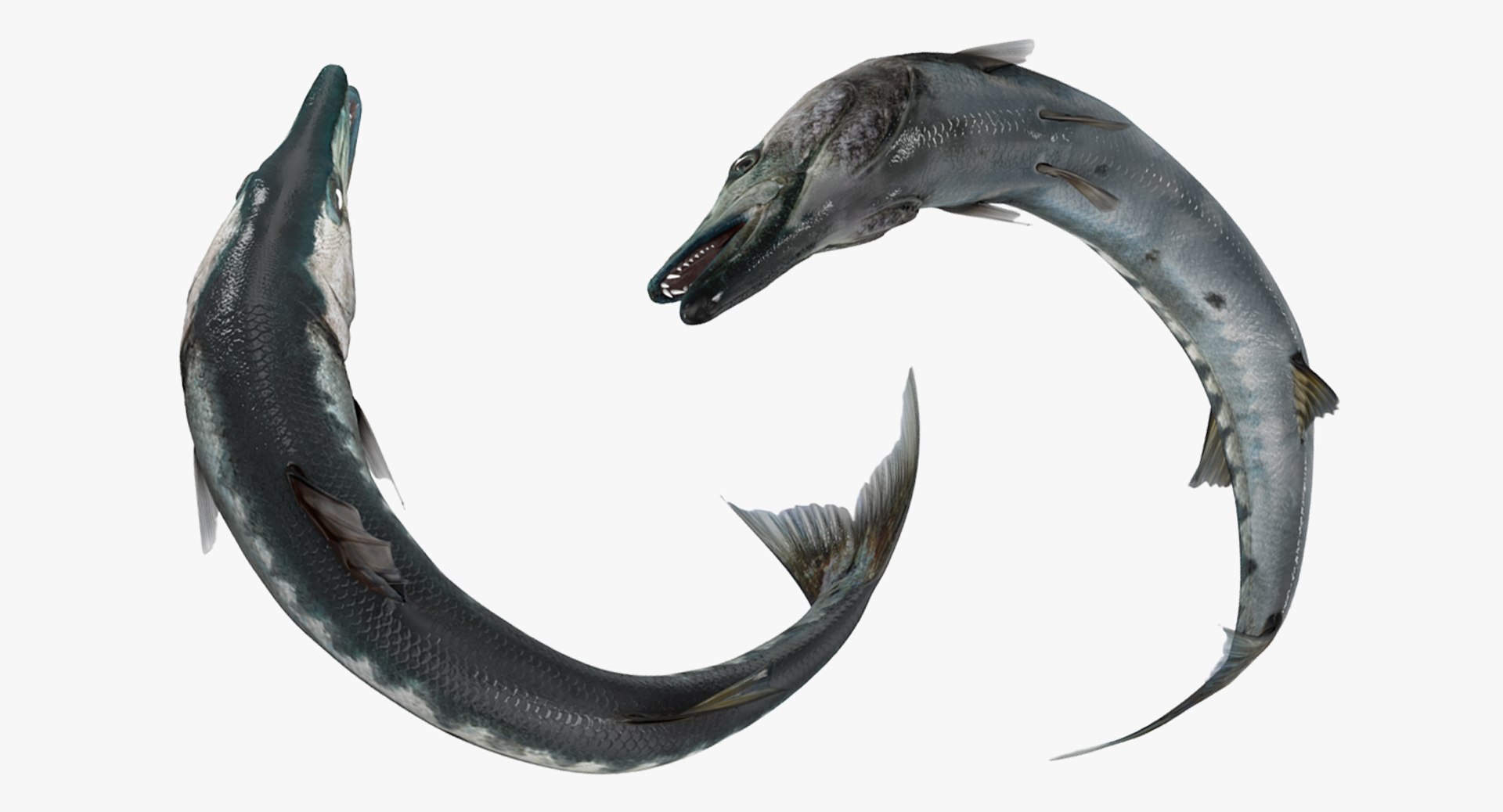 Barracuda Fish Pose 3 3d Model