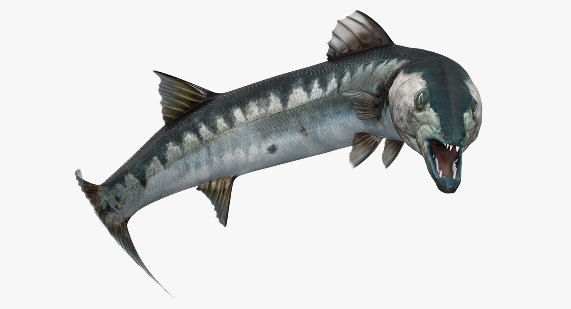 Barracuda Fish Pose 3 3d Model