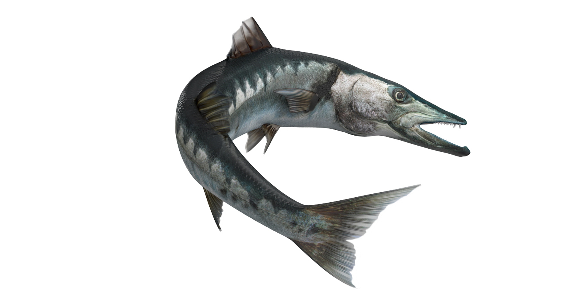 Barracuda Fish Pose 3 3d Model