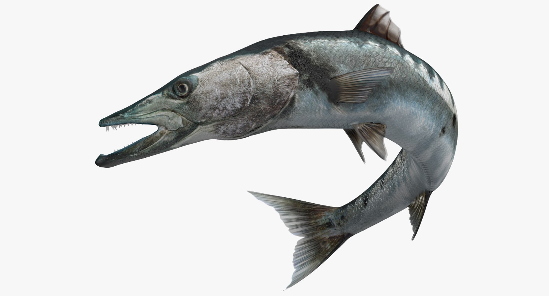 Barracuda Fish Pose 3 3d Model