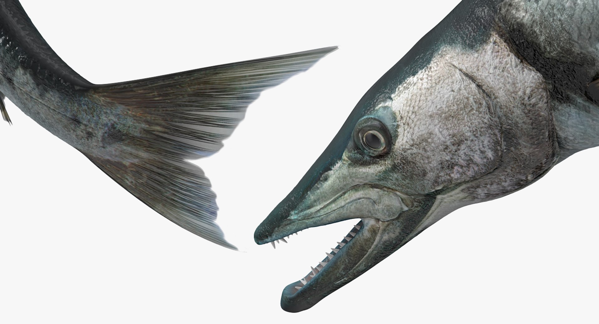 Barracuda Fish Pose 3 3d Model