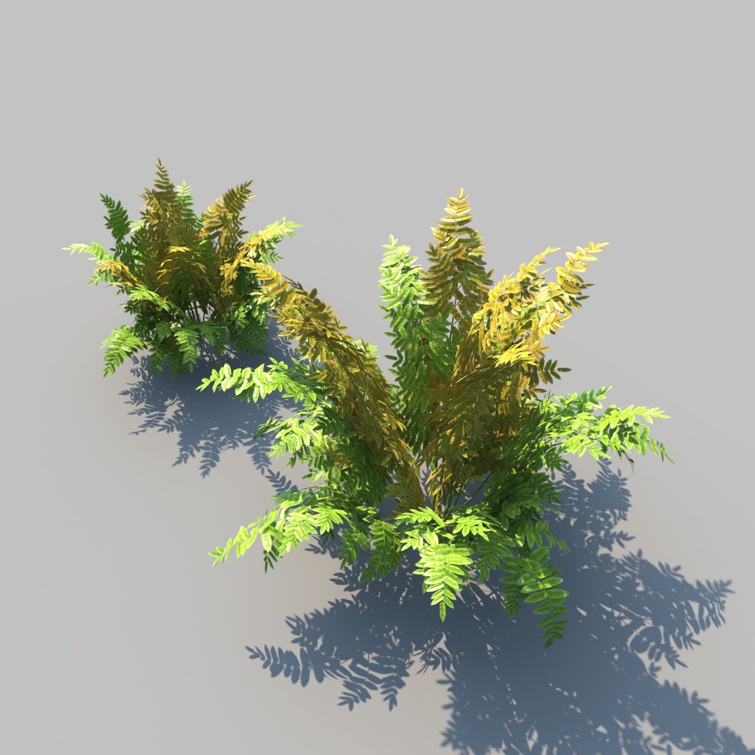 Autumn Ferns Animation 3D Model - TurboSquid 1349412