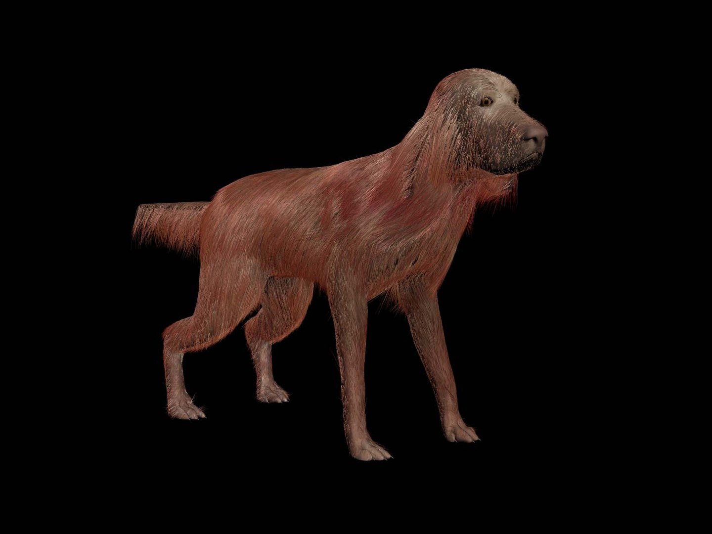 3d Irish Setter