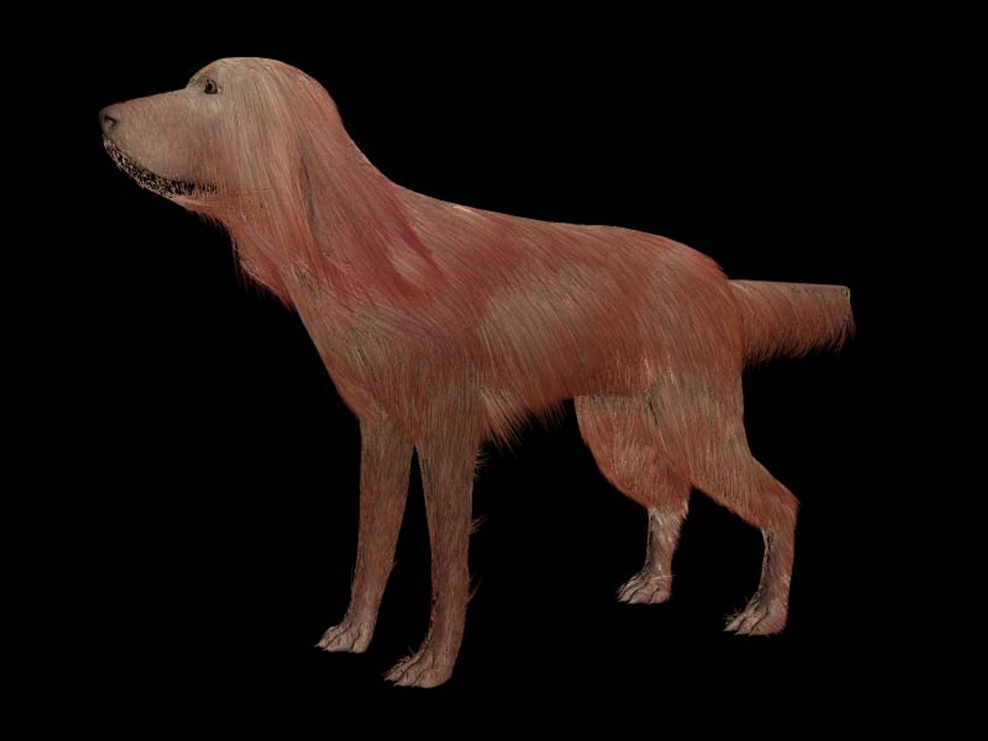 3d Irish Setter