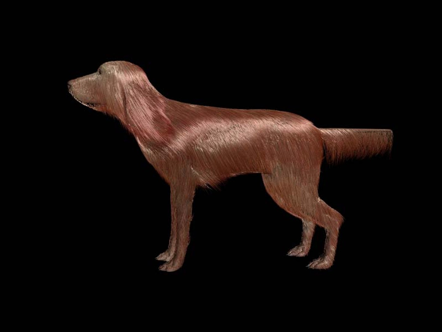 3d Irish Setter