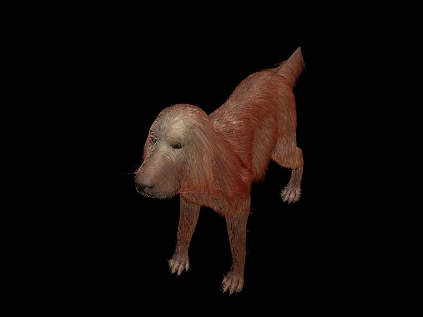 Irish Setter 3D-Modell - TurboSquid 1051843