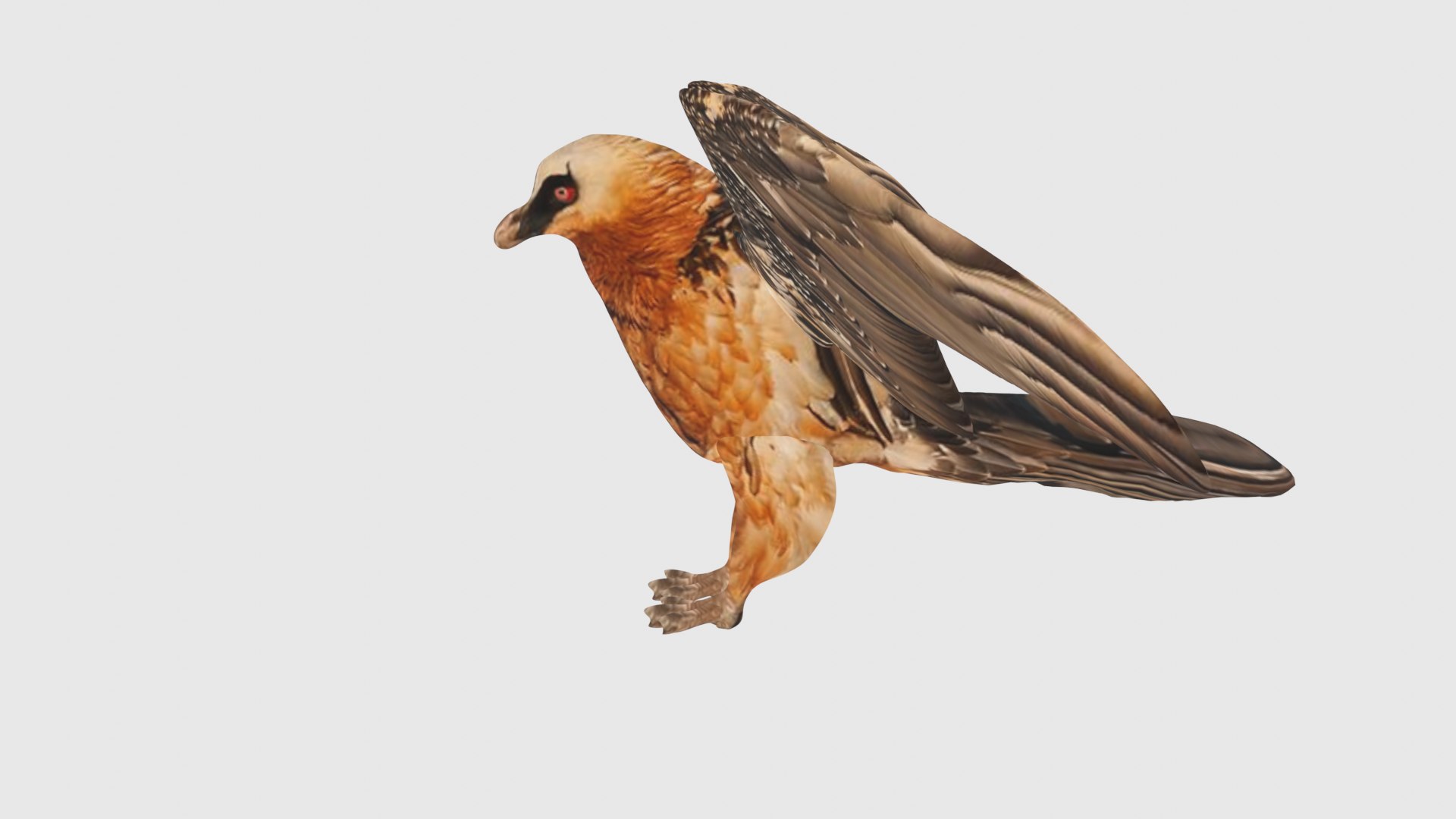 3D Low Poly Vulture Rigged With Realistic Texture - TurboSquid 1876014