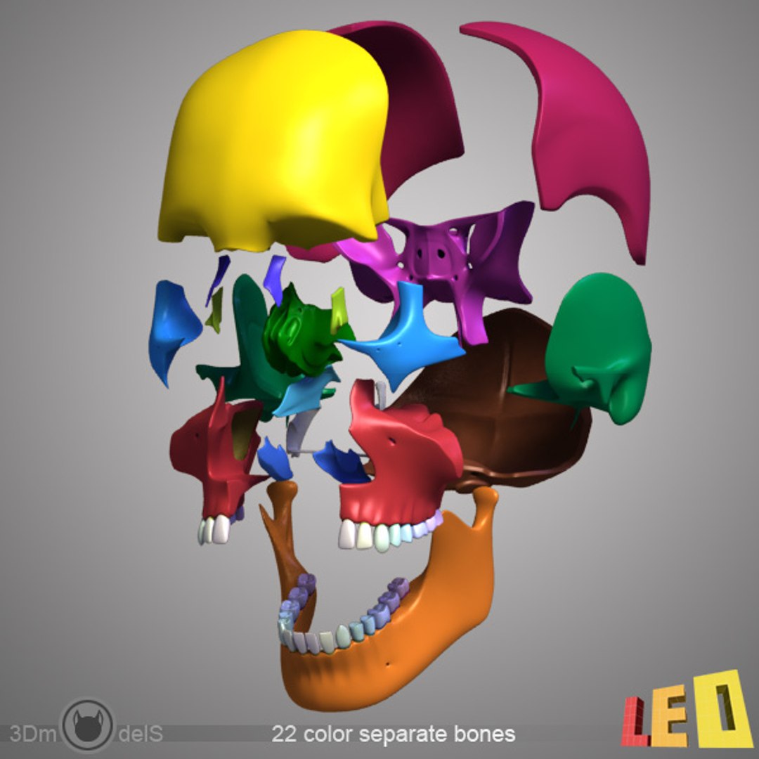 3d Human Vertebra Skull Separated