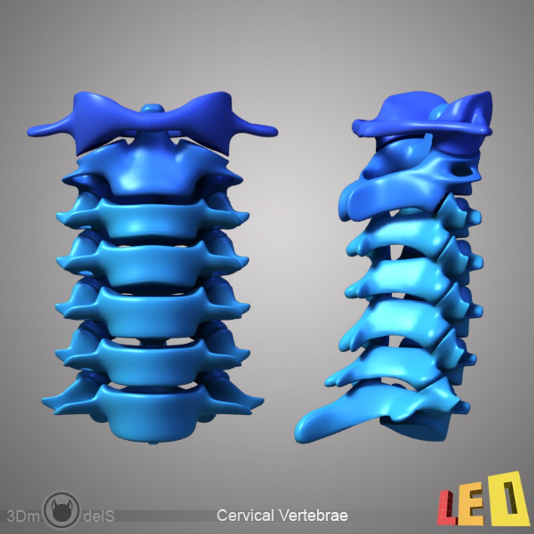 3d Human Vertebra Skull Separated