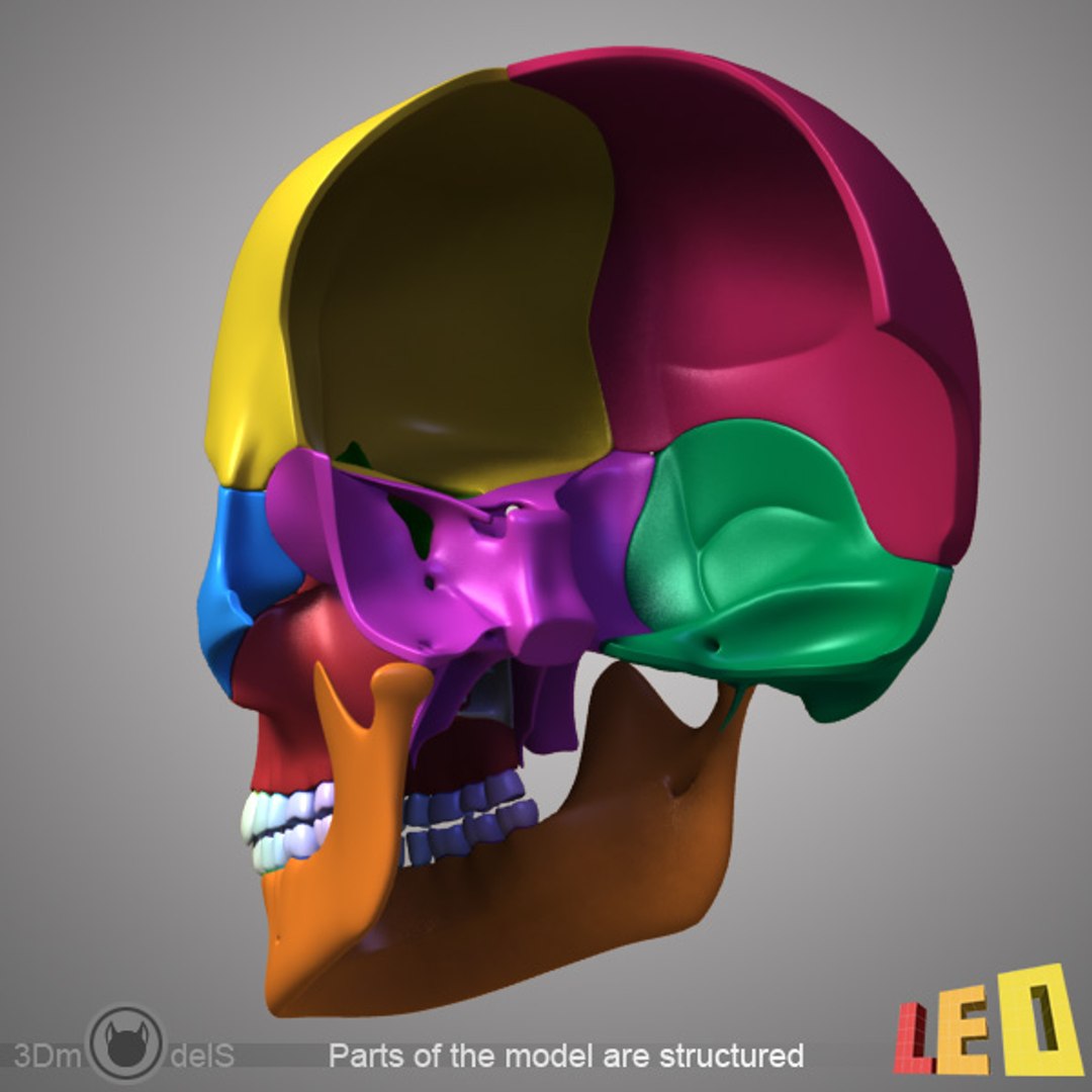 3d Human Vertebra Skull Separated