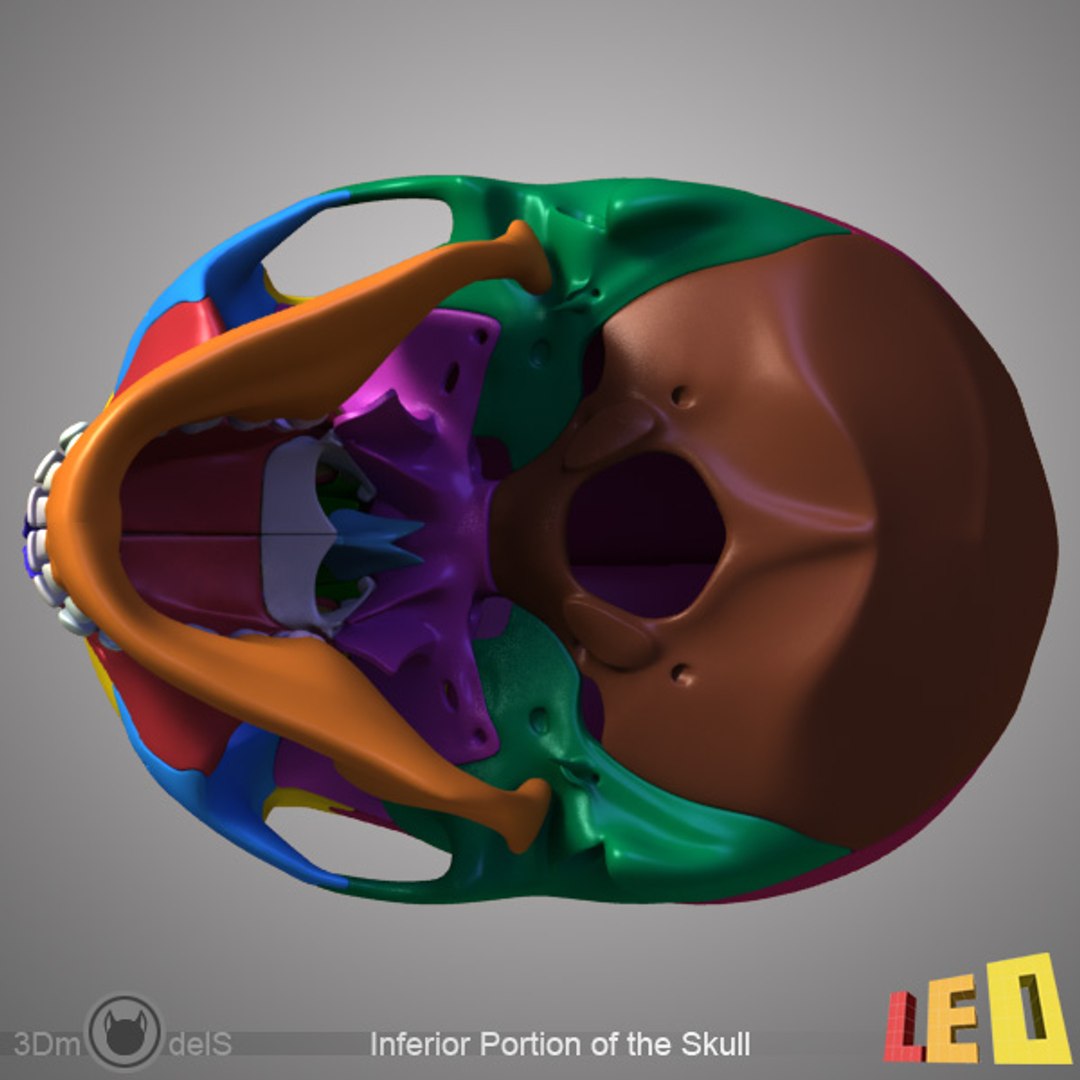 3d Human Vertebra Skull Separated