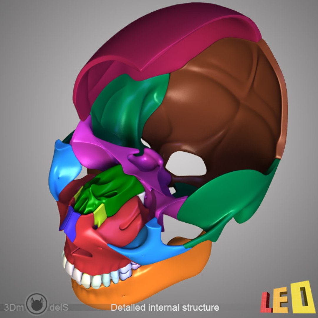 3d Human Vertebra Skull Separated