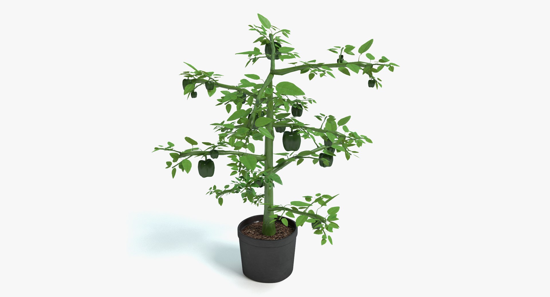 Bell Pepper Plant 3d Model