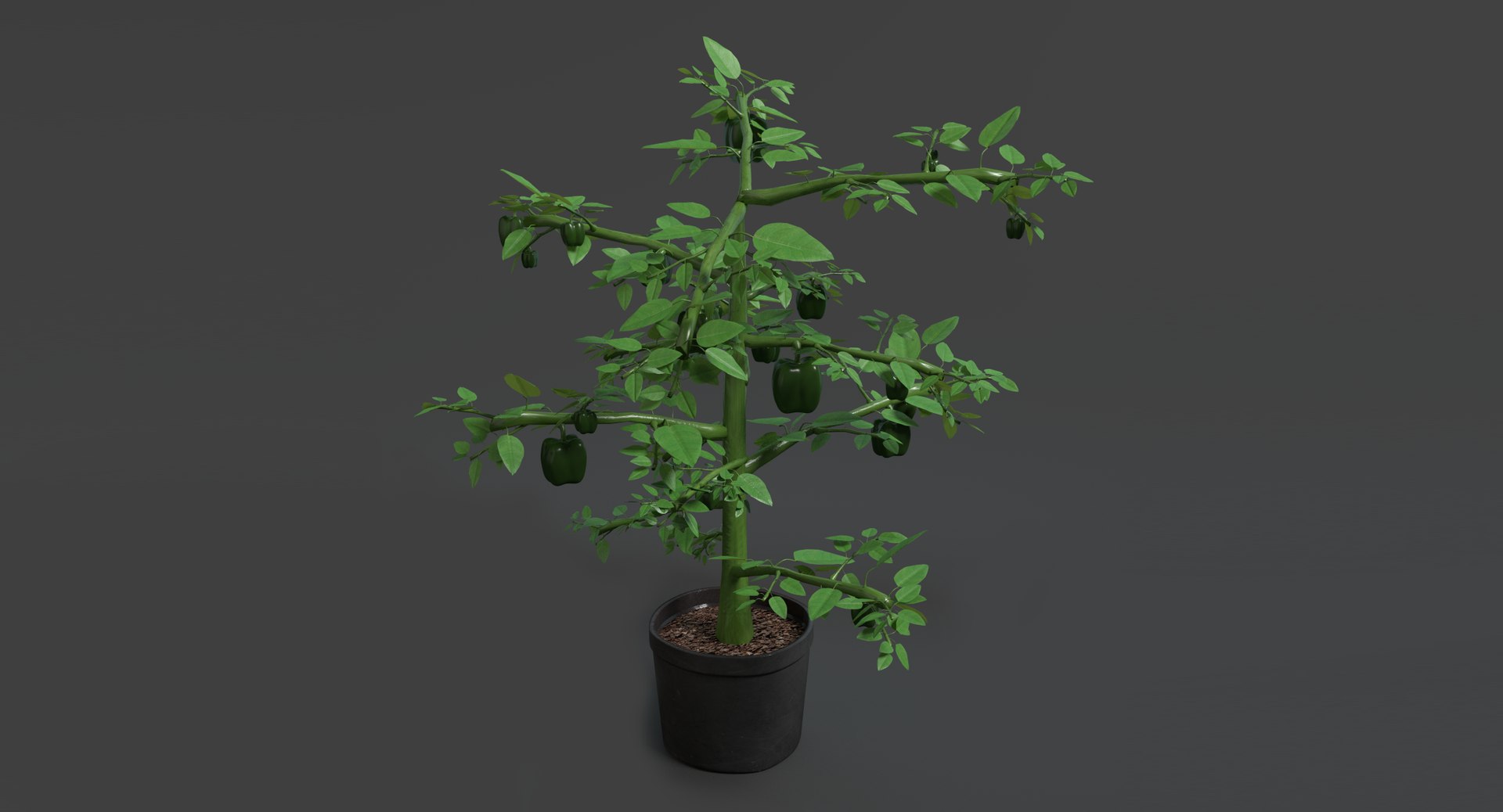 Bell Pepper Plant 3d Model