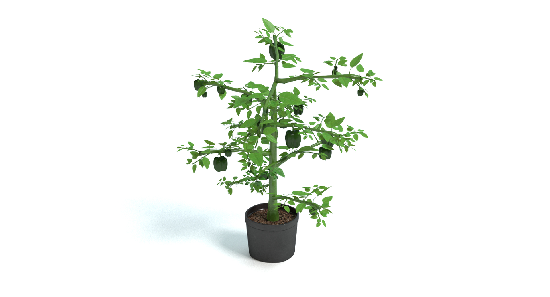 Bell Pepper Plant 3d Model
