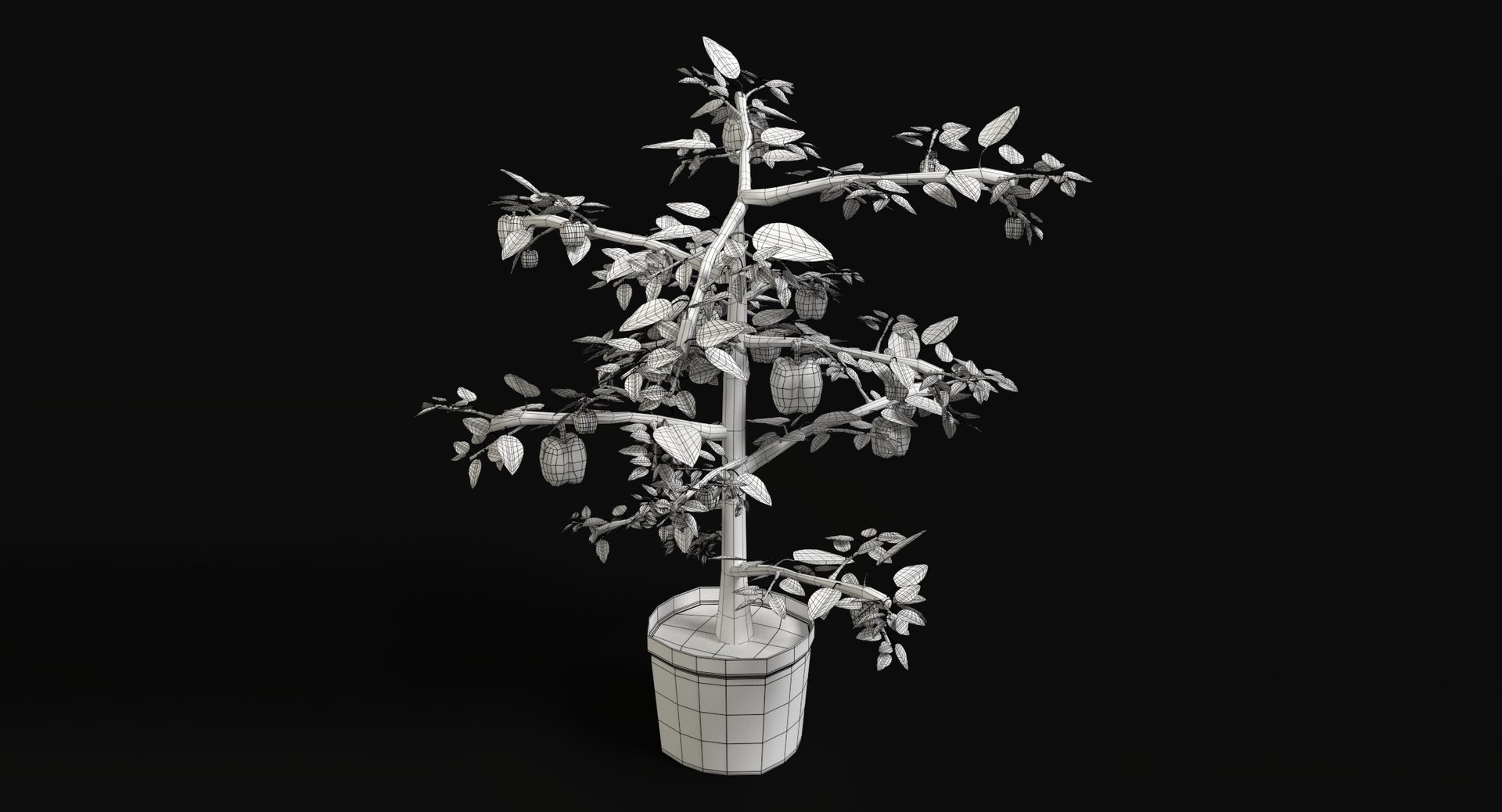 Bell Pepper Plant 3d Model