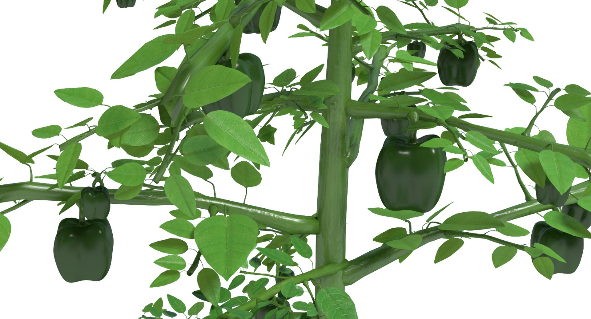 Bell Pepper Plant 3d Model