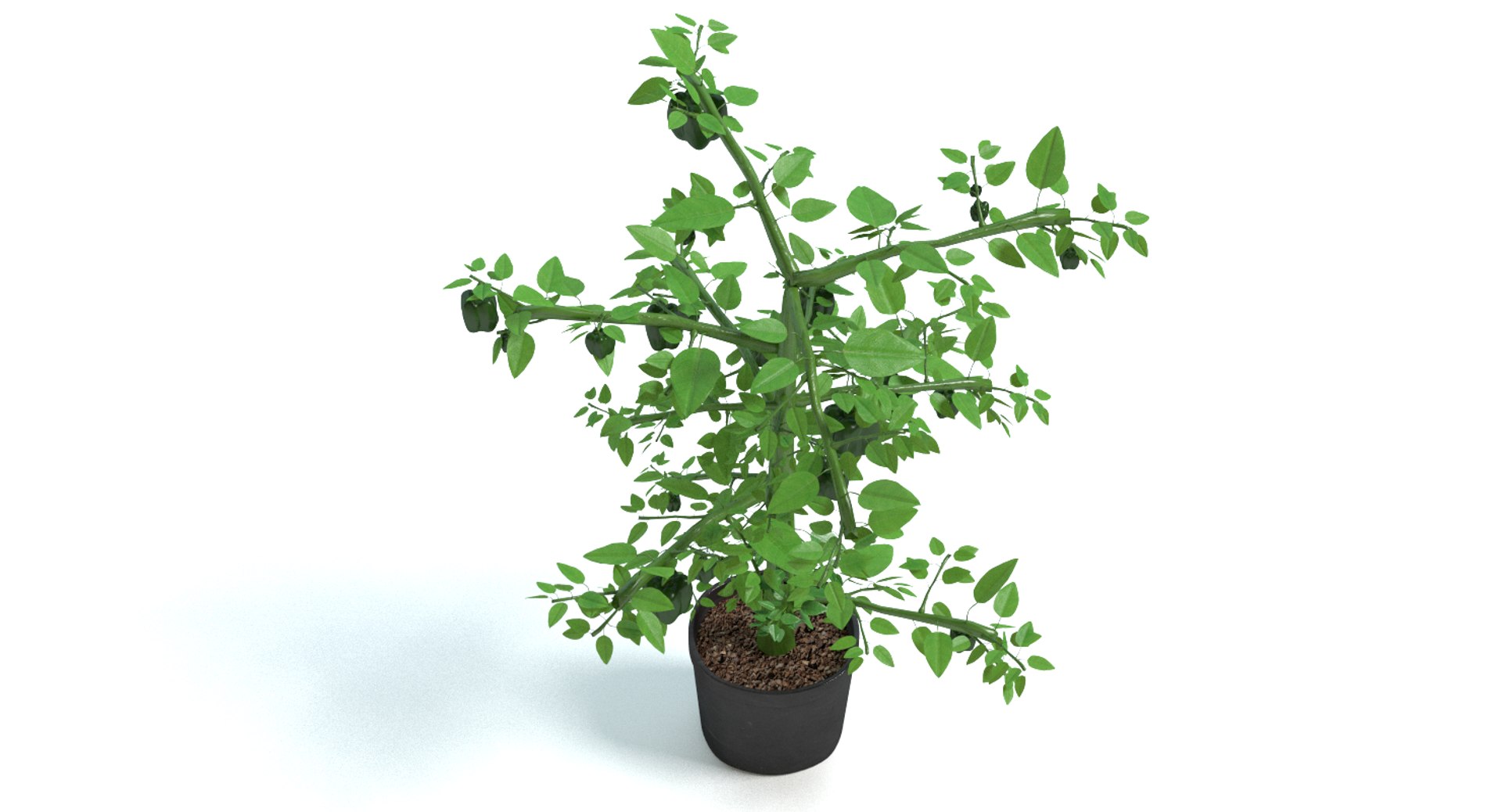 Bell Pepper Plant 3d Model