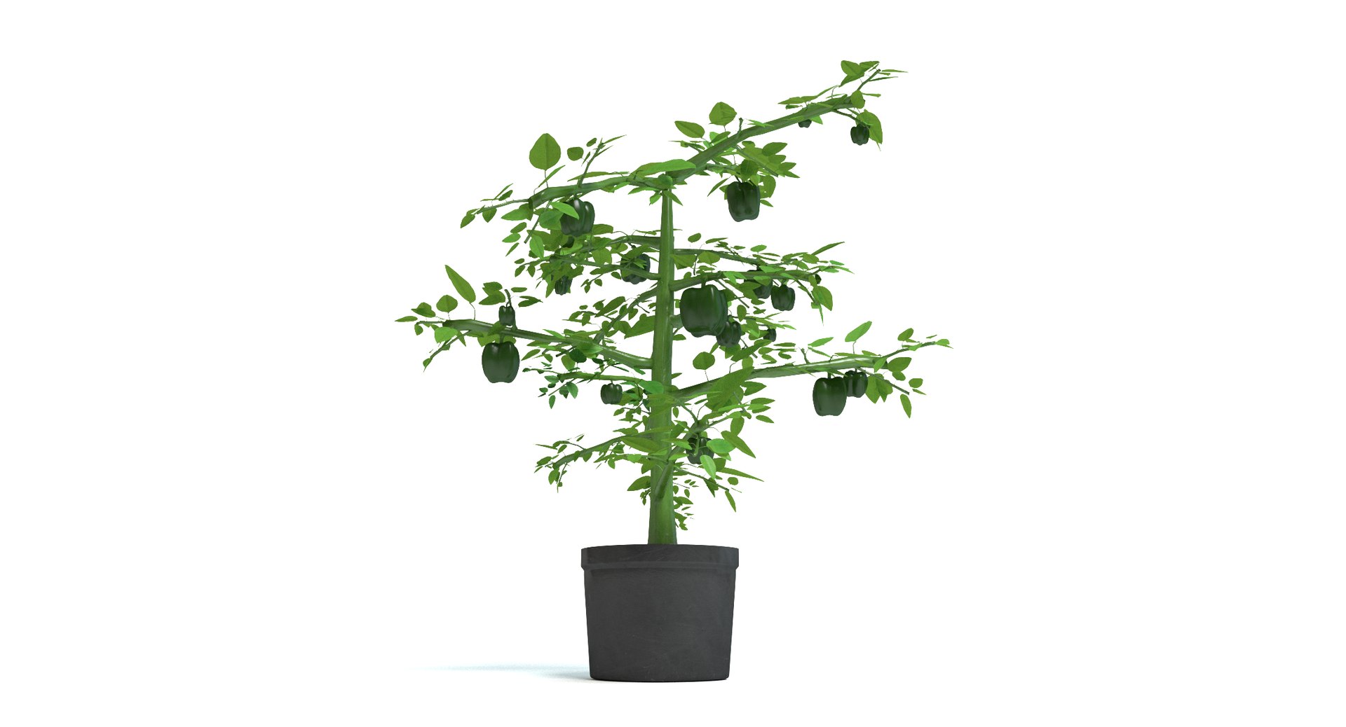 Bell Pepper Plant 3d Model