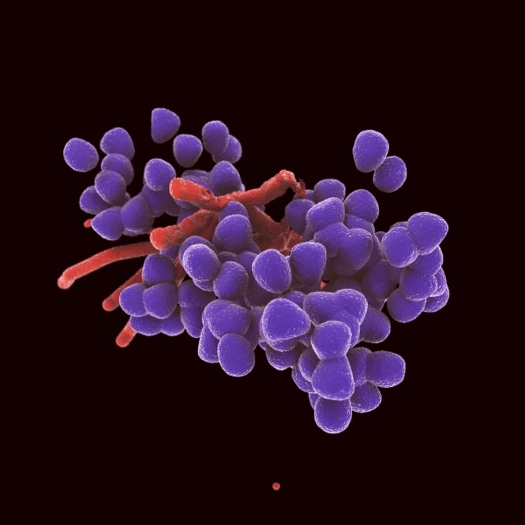 Enterococcus Bacteria Colony 3d Model