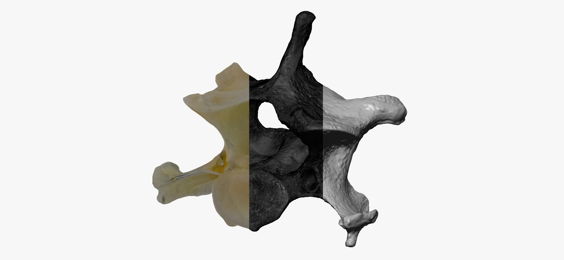 3D Domestic Cat Cervical Vertebrae C4 RAW Scan - TurboSquid 2143308