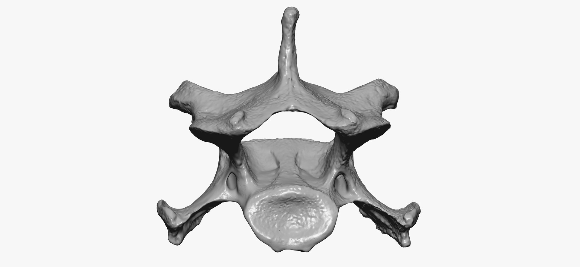 3D Domestic Cat Cervical Vertebrae C4 RAW Scan - TurboSquid 2143308