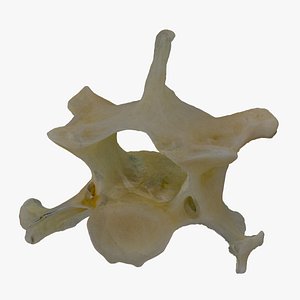 Domestic Cat Cervical Vertebrae C3 RAW Scan 3D - TurboSquid 2143309