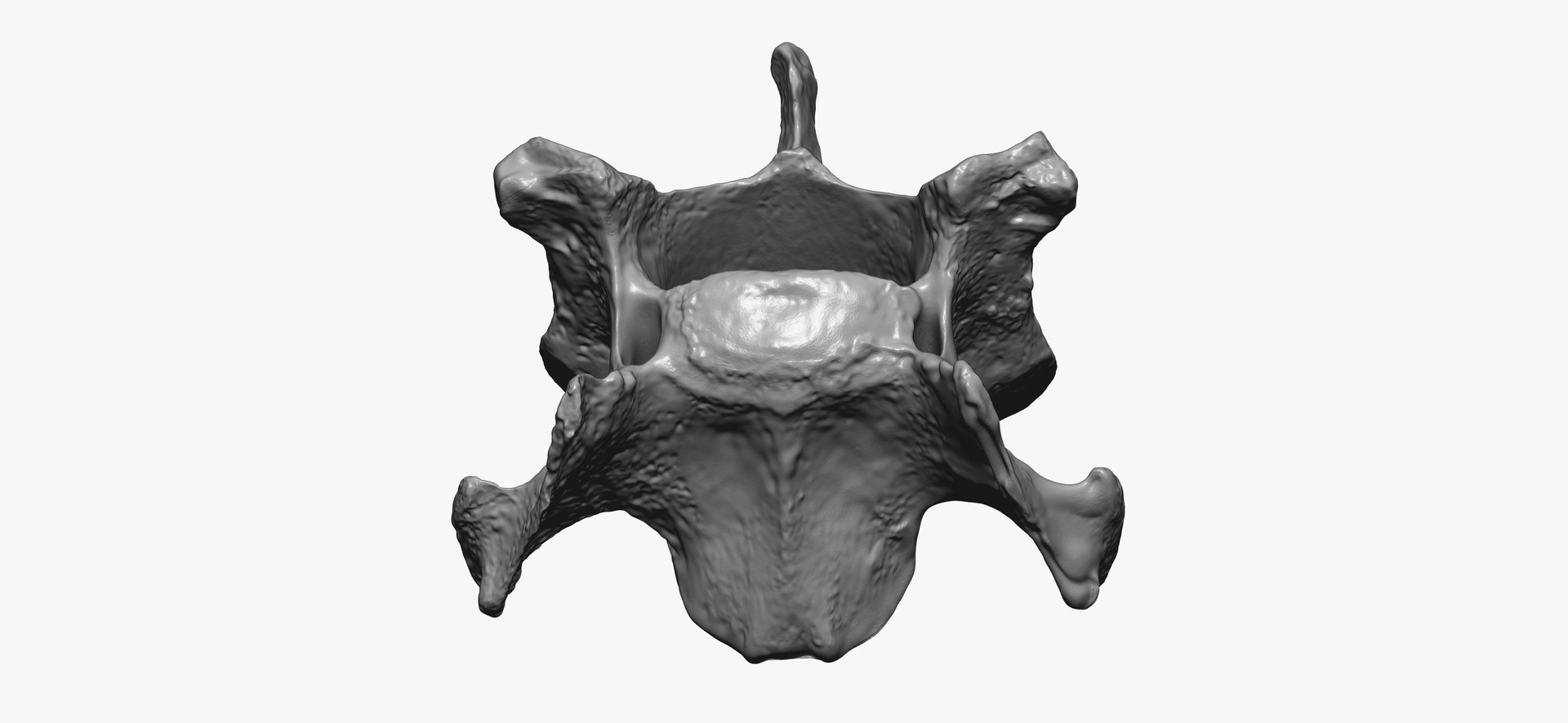 3D Domestic Cat Cervical Vertebrae C4 RAW Scan - TurboSquid 2143308