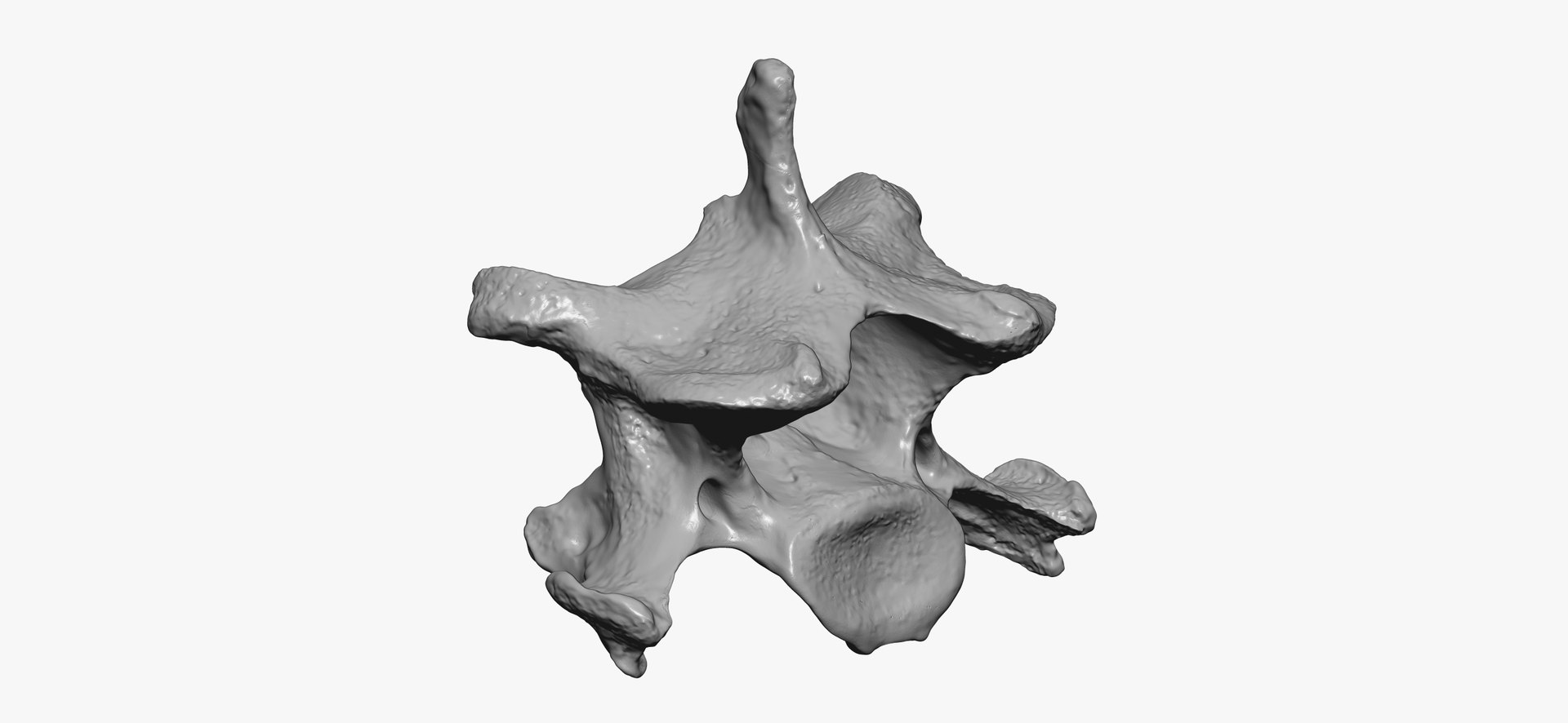 3D Domestic Cat Cervical Vertebrae C4 RAW Scan - TurboSquid 2143308
