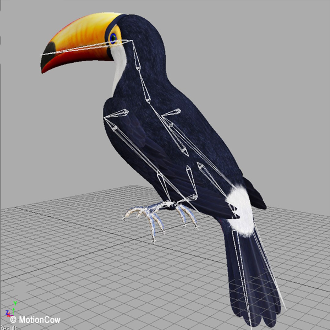 3d Model Of Realistic Toucan Wings Folded