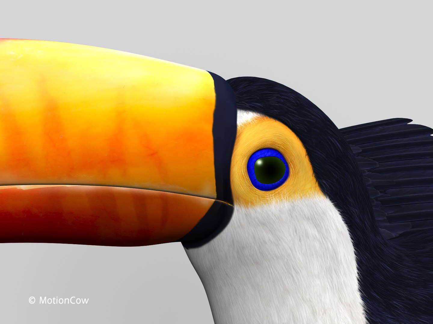 3d Model Of Realistic Toucan Wings Folded