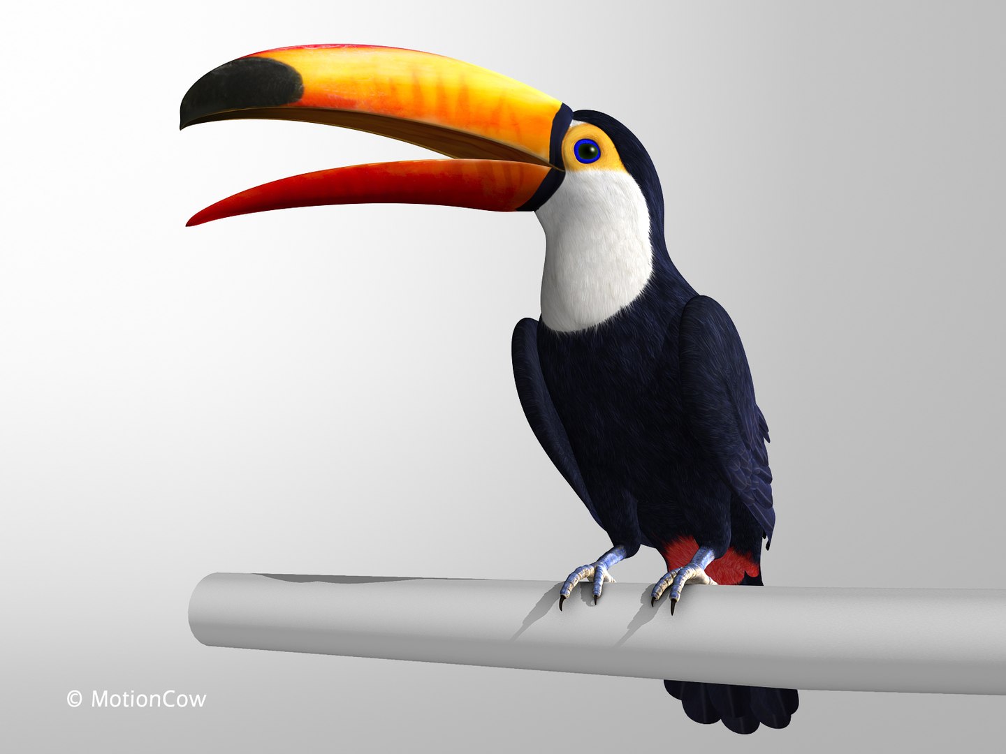 3d Model Of Realistic Toucan Wings Folded